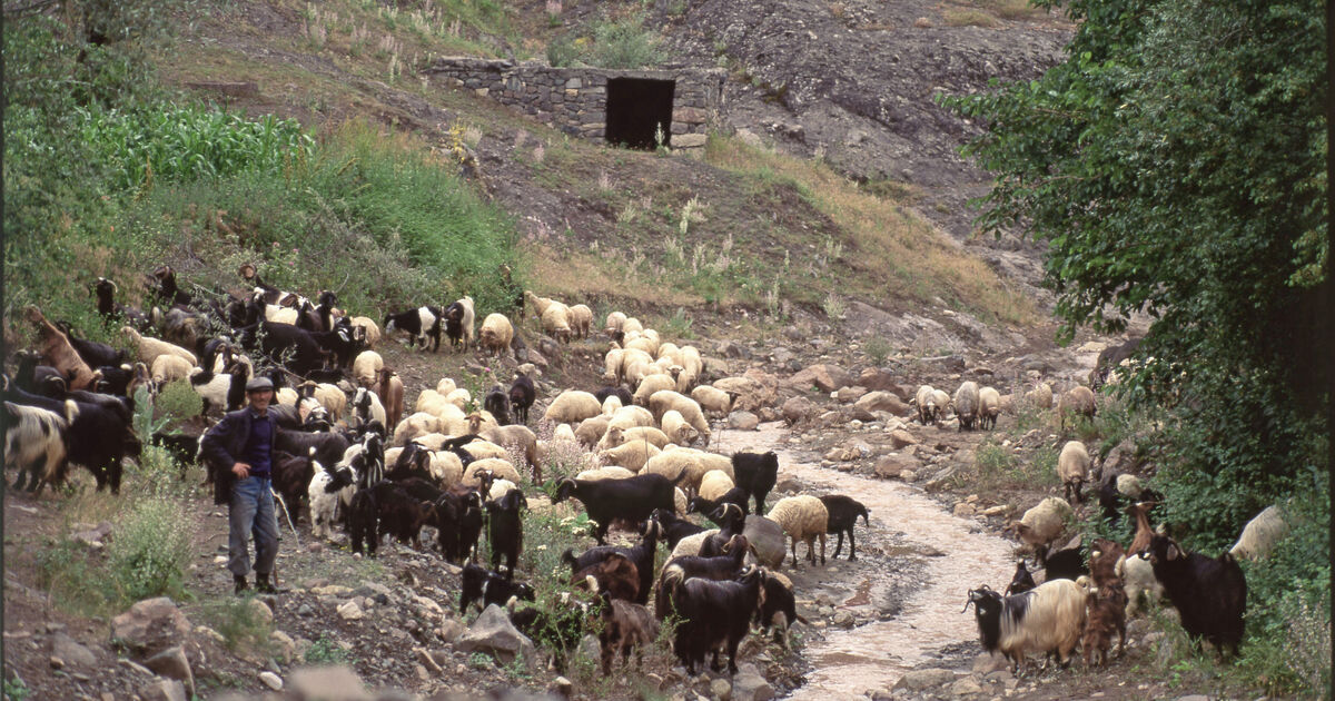 Salt Research: Bir çoban ve koyun-keçi sürüsü - A shepherd and sheep ...