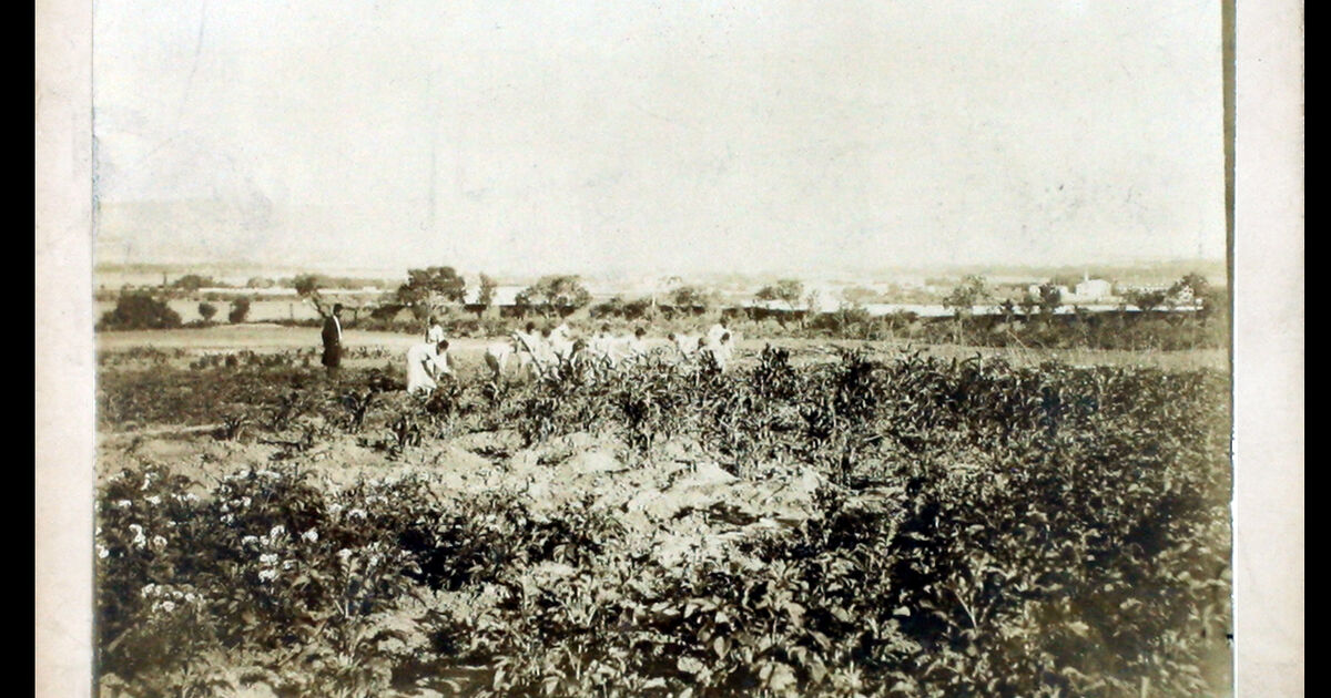 Salt Research: Harpoot, Turkey. Orphan boys at work on hired farm. June ...